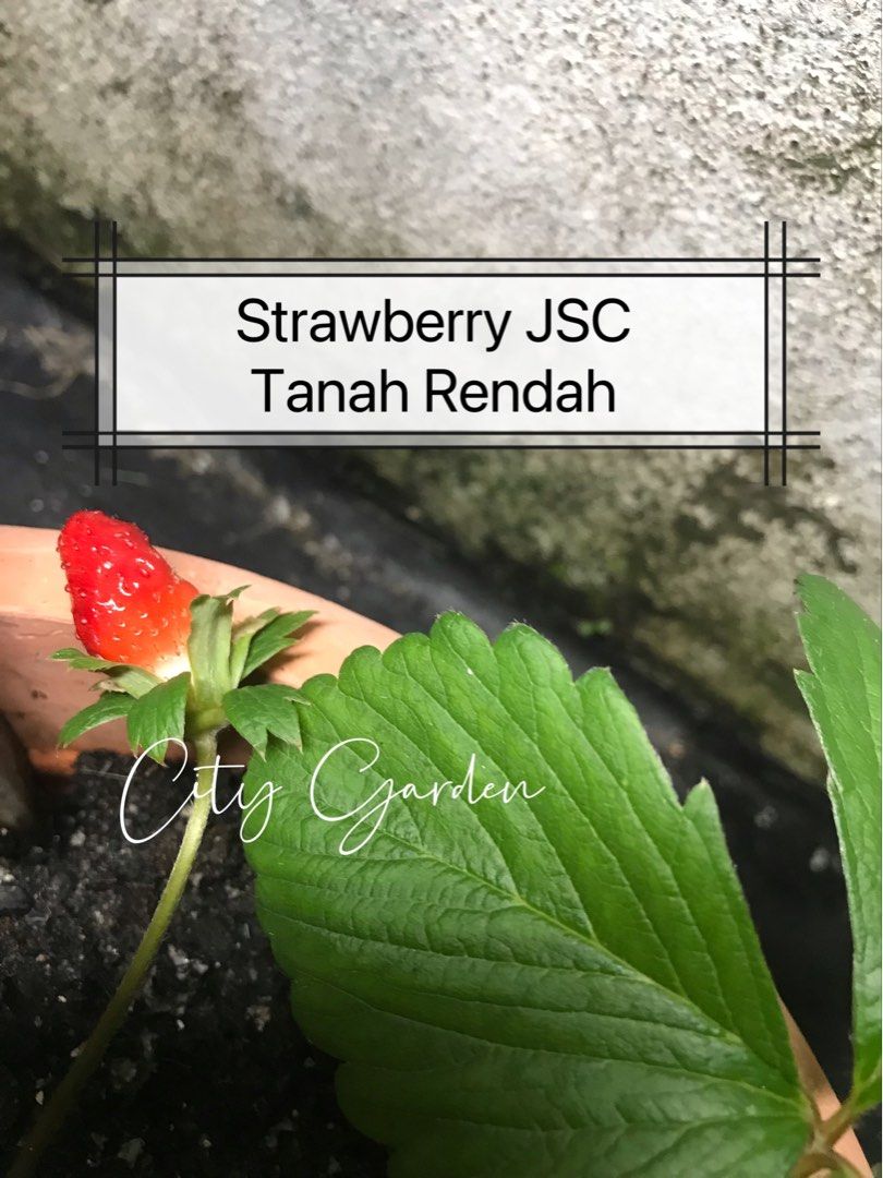 Anak Pokok Strawberry JSC Tanah Rendah, Furniture & Home Living ...