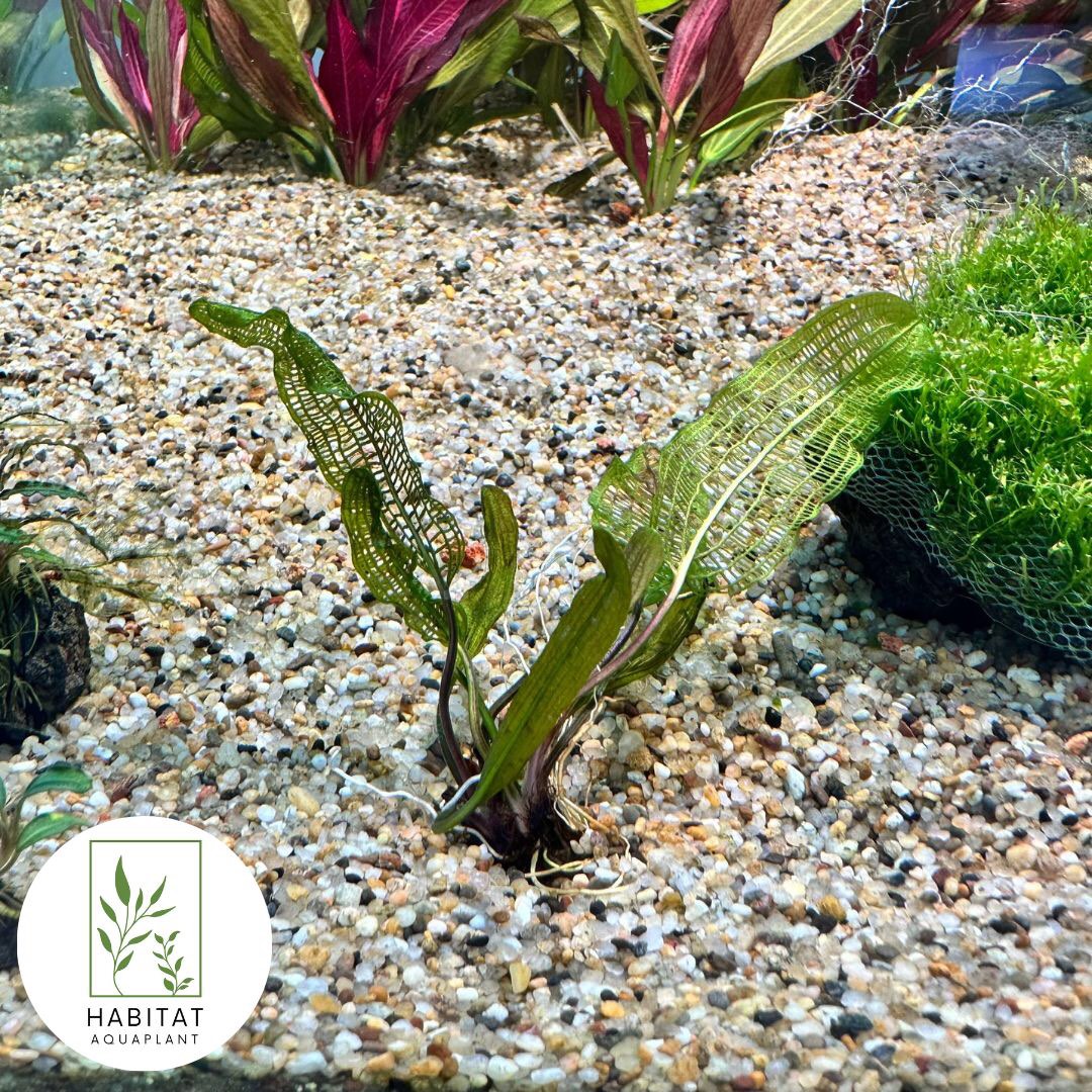 Aponogeton Madagascariensis (lace plant) Fresh Live Aquarium Aquatic ...