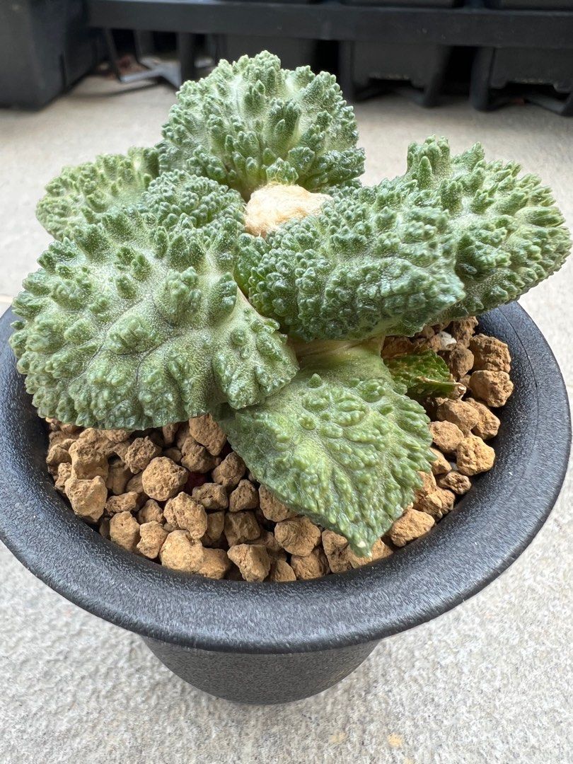 Ariocarpus Godzilla, Furniture & Home Living, Gardening, Plants & Seeds on Carousell