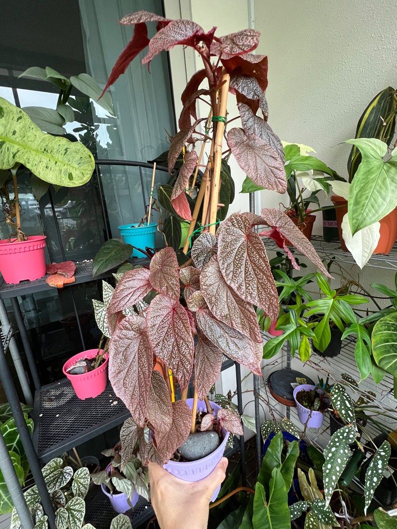 Begonia u062 cuttings, Furniture & Home Living, Gardening, Plants ...