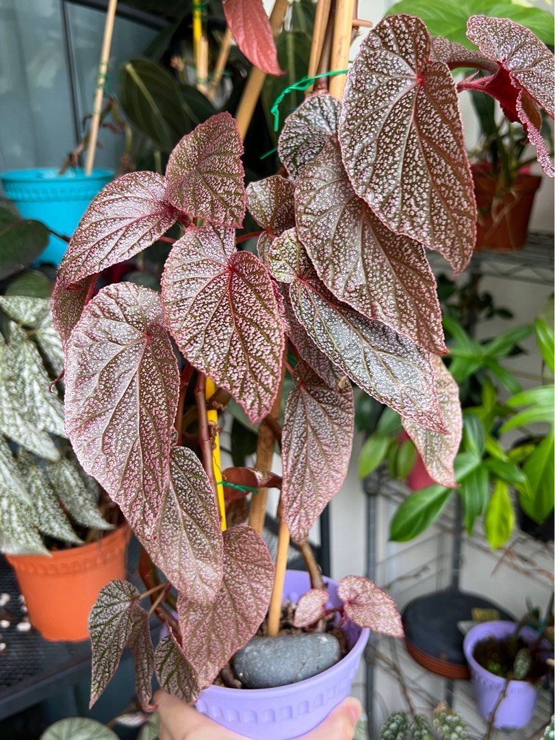 Begonia u062 cuttings, Furniture & Home Living, Gardening, Plants ...