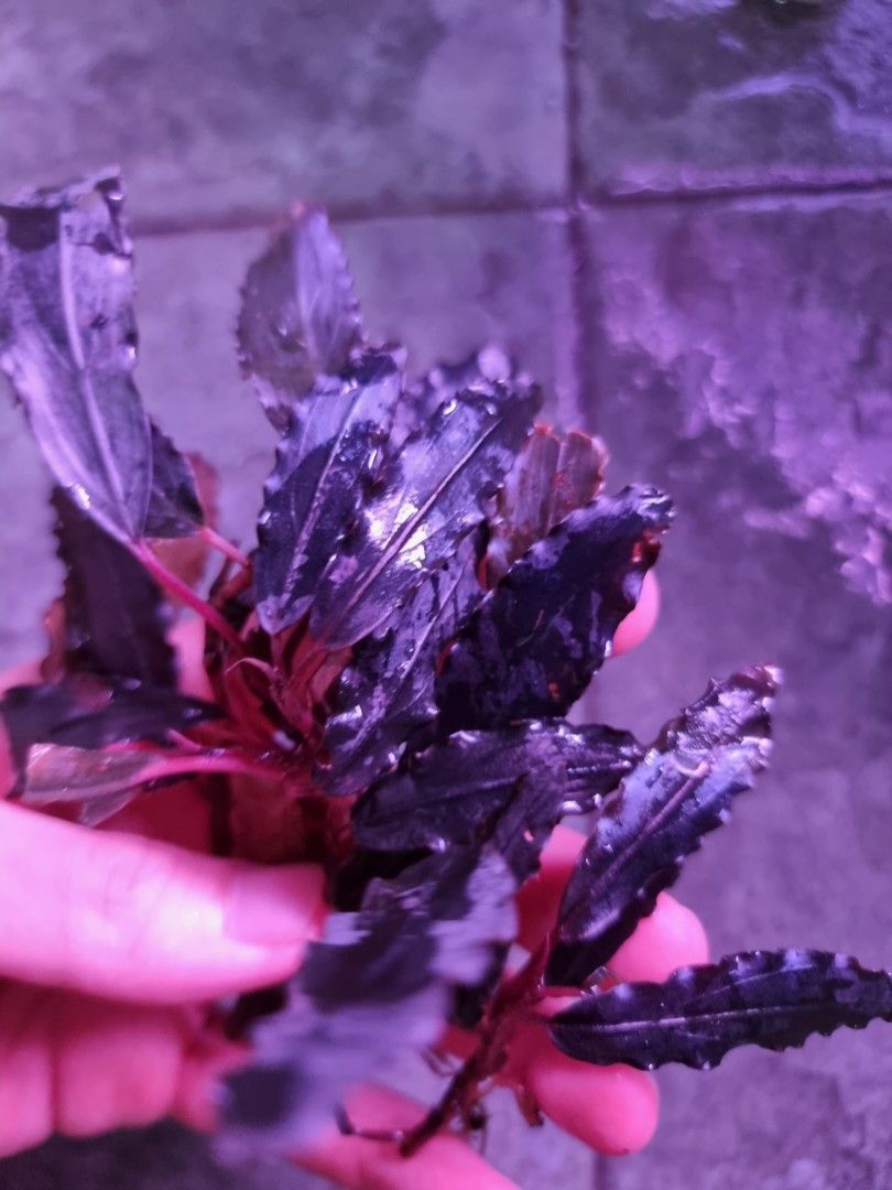 Bucephalandra black centipede|buce bucep|aquatic aquarium fresh live plants, Furniture & Home ...