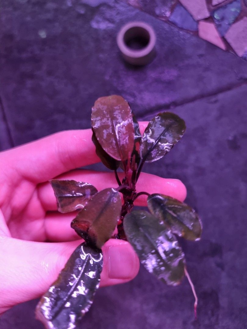 Bucephalandra nanga pinoh|buce bucep|aquatic aquarium fresh live plants ...