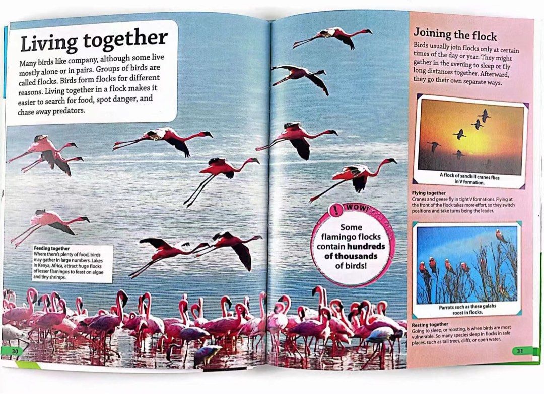 DK Find Out series, Hobbies & Toys, Books & Magazines, Children's Books ...