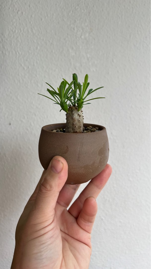 Euphorbia japonica Gabizan, Furniture & Home Living, Gardening, Plants ...