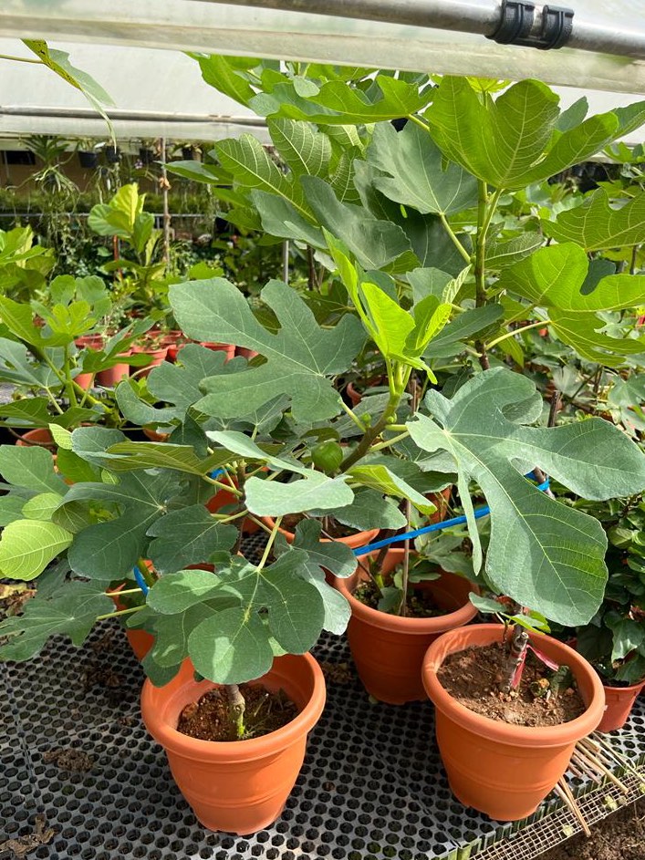 Ficus (Figs), Furniture & Home Living, Gardening, Plants & Seeds on Carousell