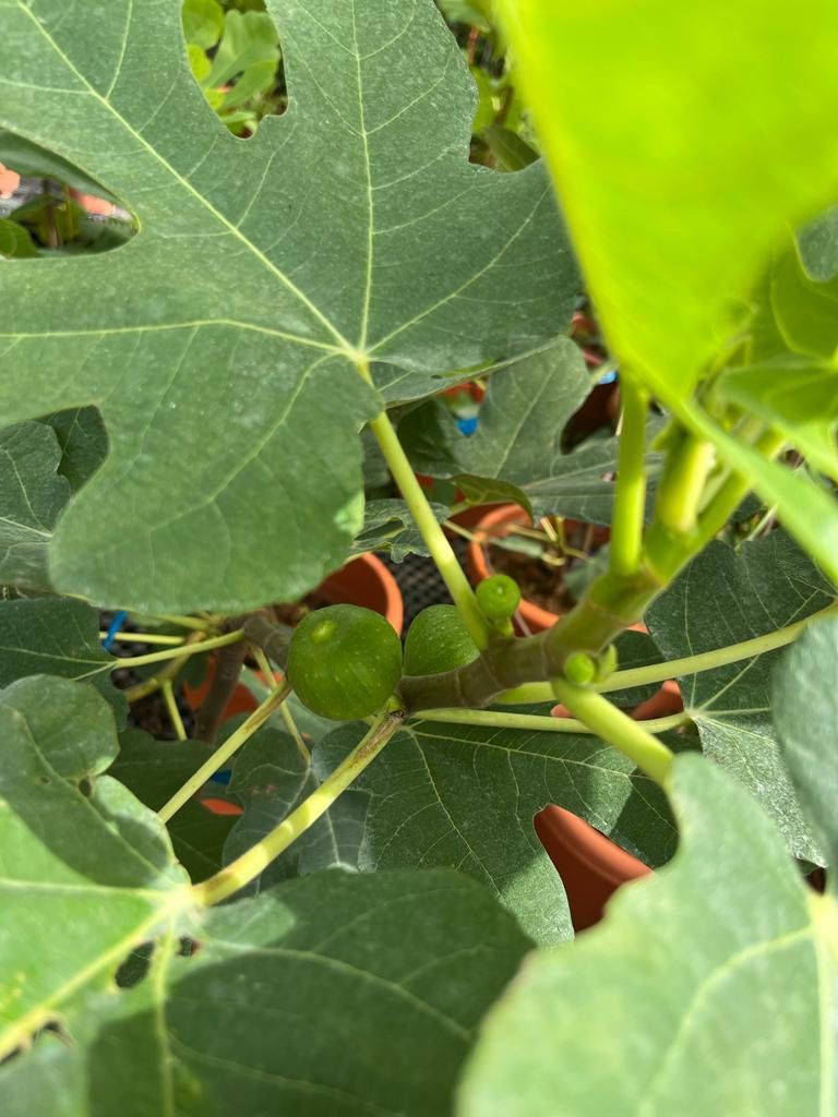 Ficus (Figs), Furniture & Home Living, Gardening, Plants & Seeds on Carousell