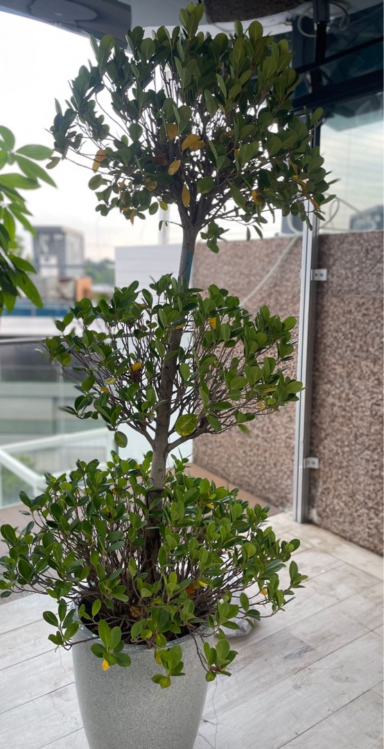 Ficus Macrocarpa 3 layers 1.8m with pot, Furniture & Home Living ...