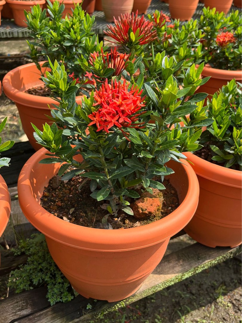 Ixora, Furniture & Home Living, Gardening, Plants & Seeds on Carousell