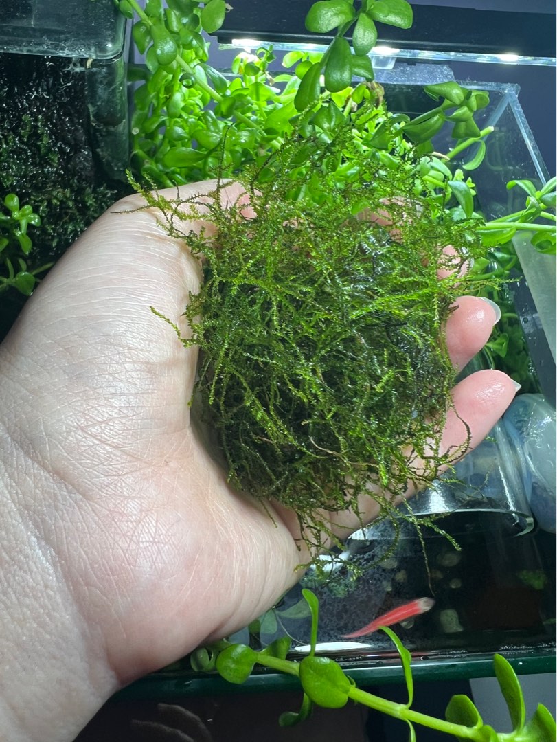 Java moss, Furniture & Home Living, Gardening, Plants & Seeds on Carousell