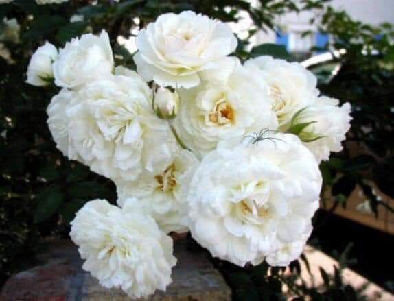 Pokok bunga rose prosperity putih wangi, Furniture & Home Living ...