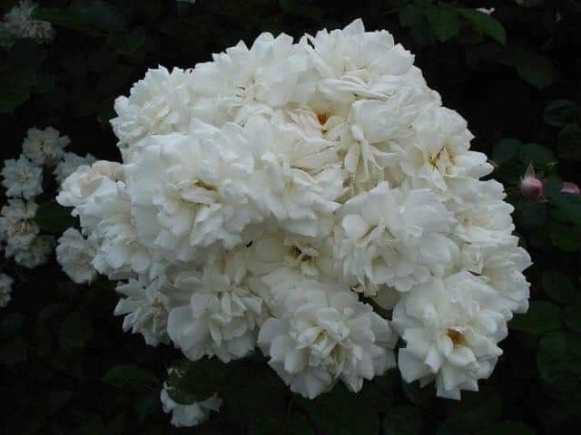 Pokok bunga rose prosperity putih wangi, Furniture & Home Living ...