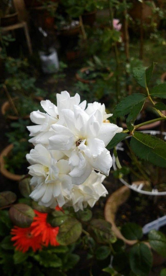 Pokok bunga rose prosperity putih wangi, Furniture & Home Living ...