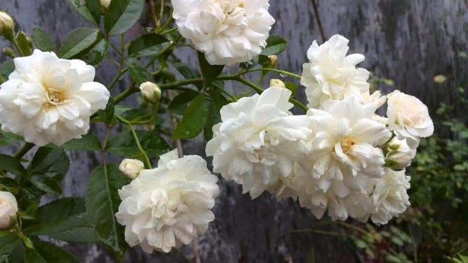 Pokok bunga rose prosperity putih wangi, Furniture & Home Living ...