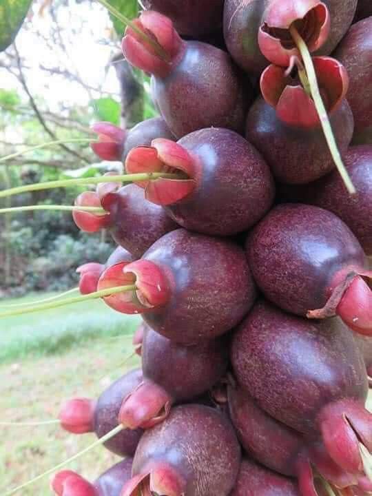 Pokok Cut Nut / Box-Fruit Tree / Yum Yum Tree (Barringtonia edulis ...