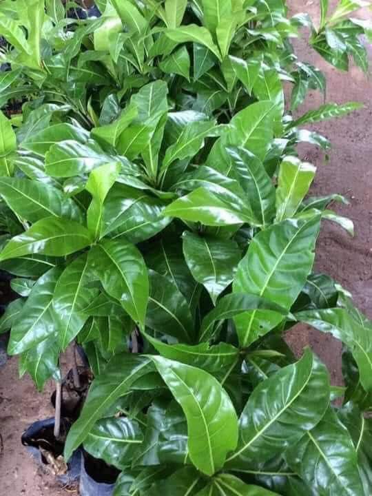 Pokok Cut Nut / Box-Fruit Tree / Yum Yum Tree (Barringtonia edulis ...