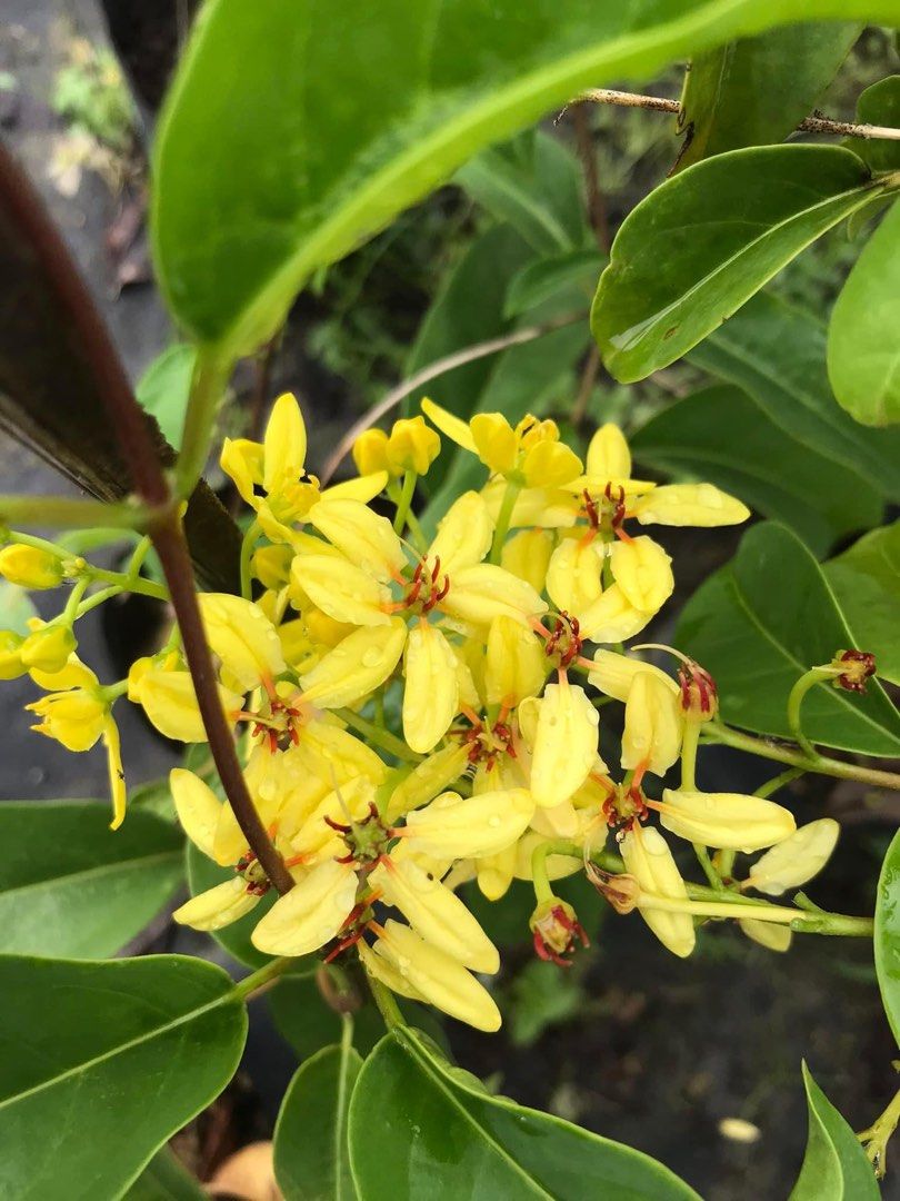 Pokok bunga menjalar Australia gold vine sesuai utk kelulut, Furniture ...