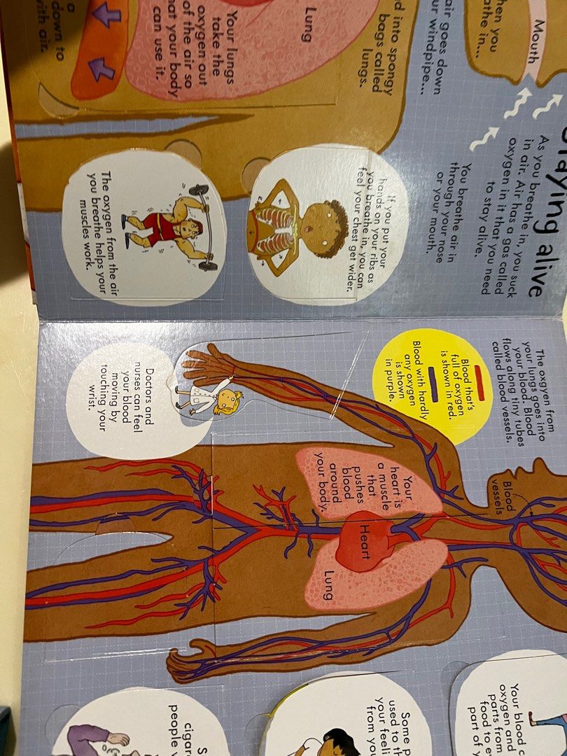 Usborne Look Inside Books with Flaps, Hobbies & Toys, Books & Magazines ...