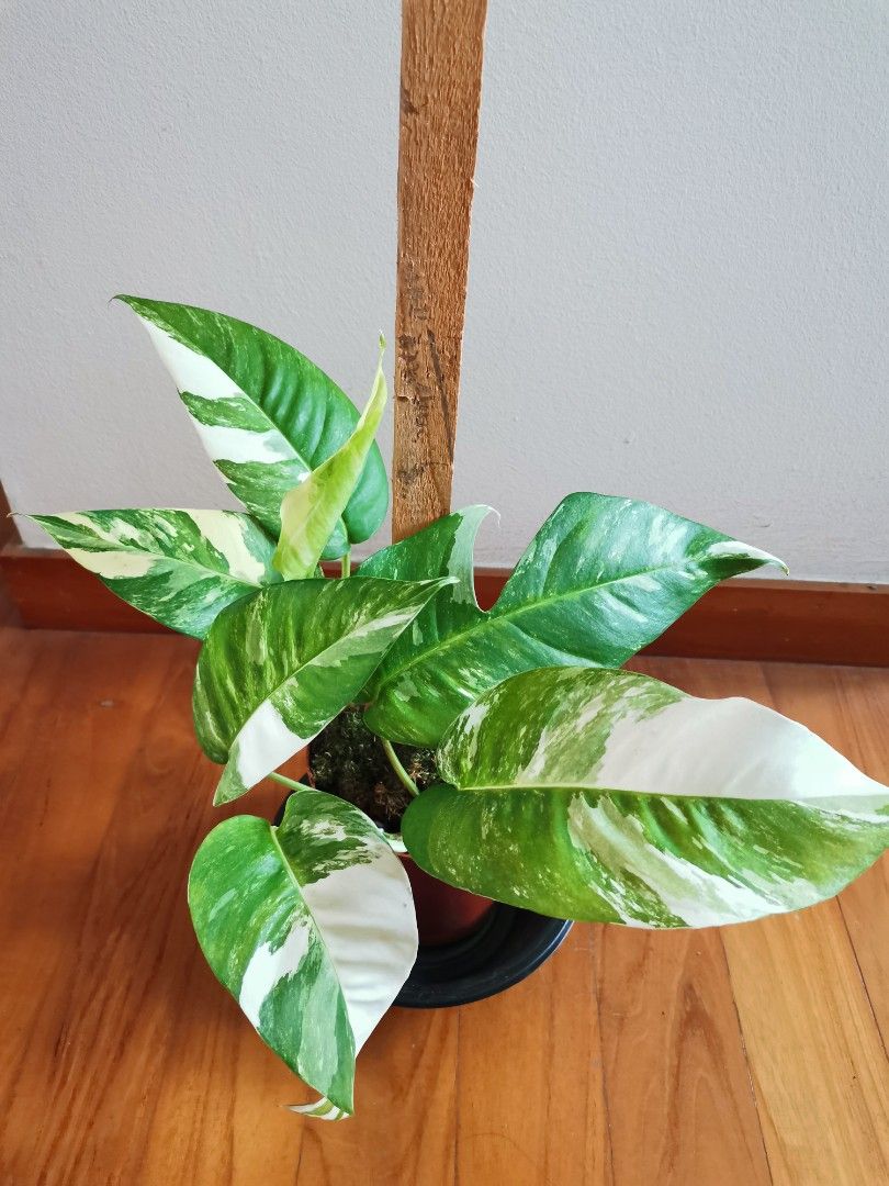 Epipremnum Pinnatum Albo Variegated, Furniture & Home Living, Gardening ...