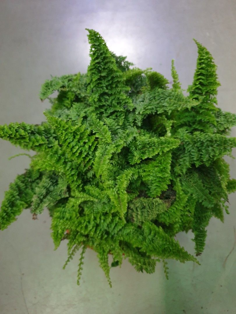 Fern - Cotton Candy Mini Size Bushy Healthy and happy plant, Furniture ...