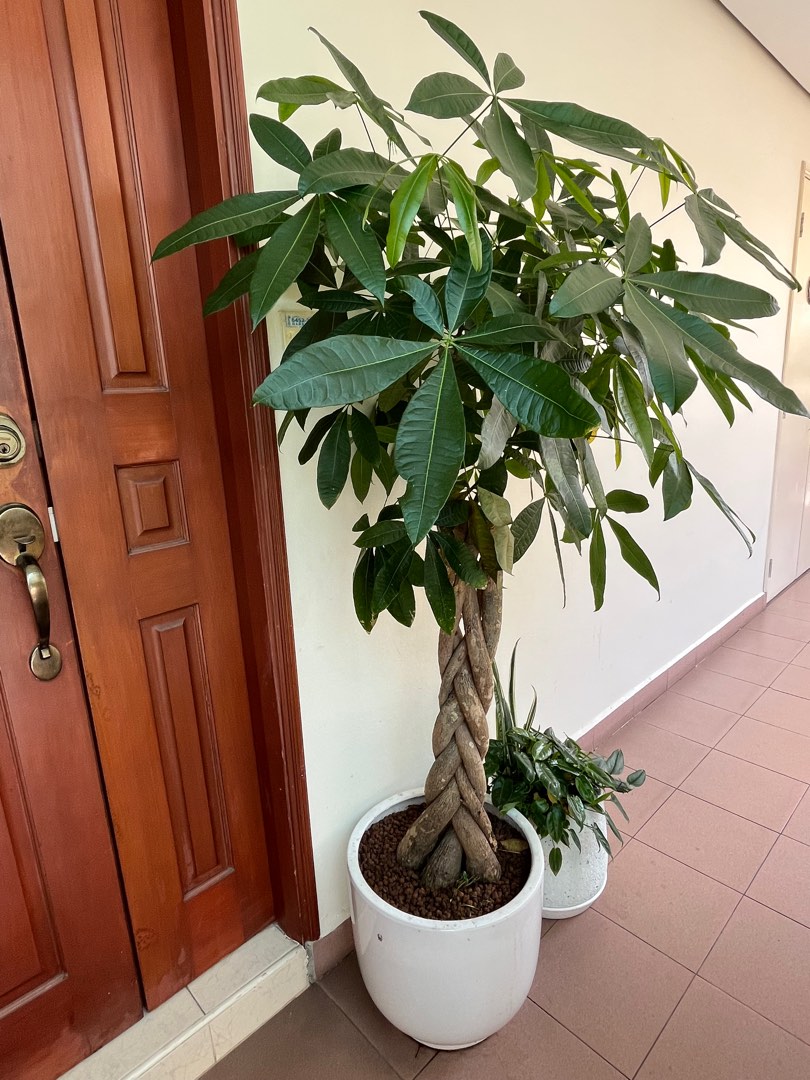 Large Money Tree - Reiki energy infused, Furniture & Home Living ...