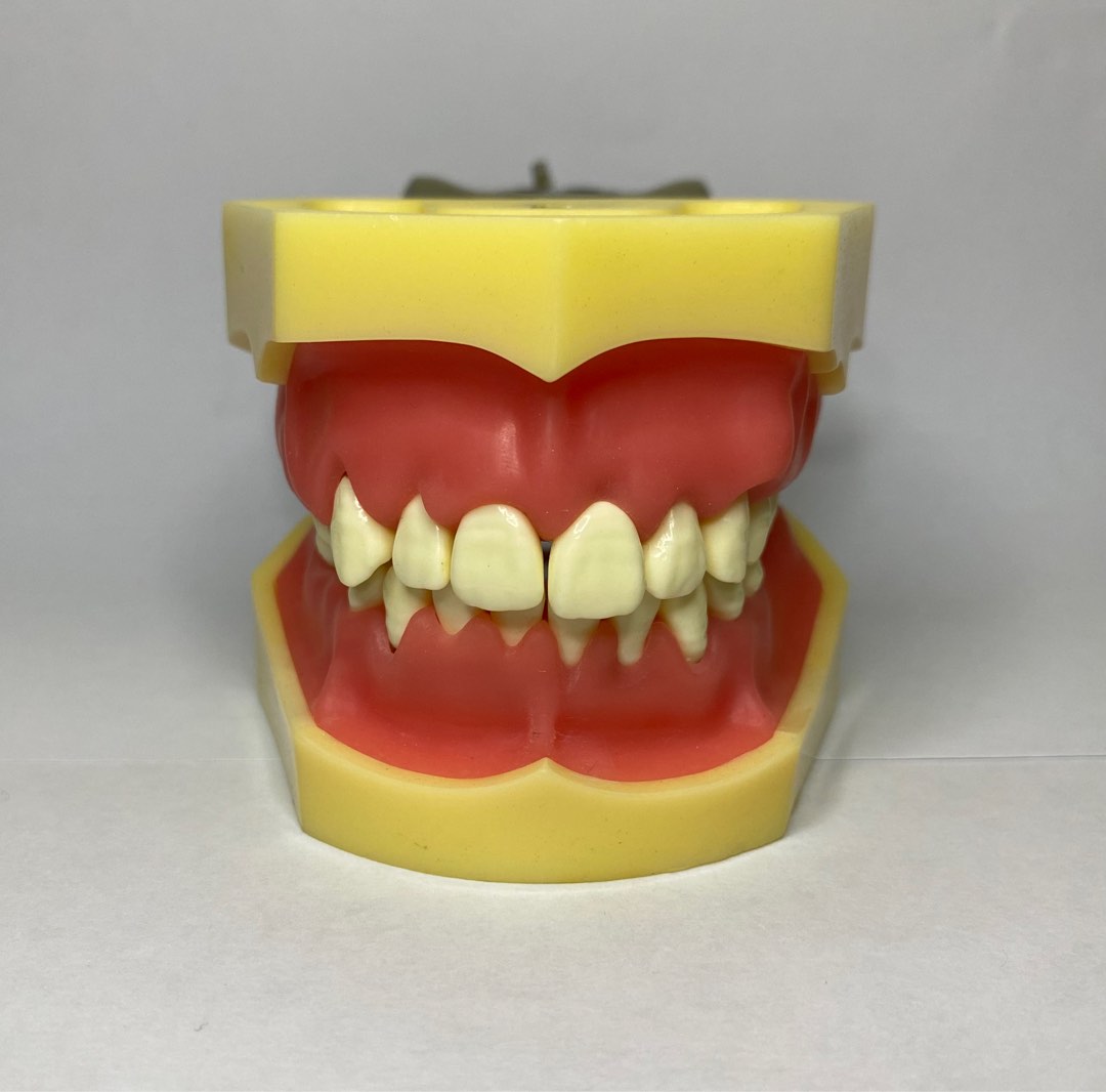 PERIO JAW MODEL (ALJHERR), Health & Nutrition, Medical Supplies & Tools ...