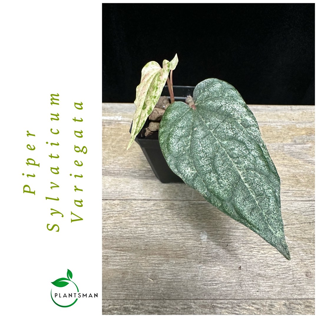 Piper Sylvaticum Variegata, Furniture & Home Living, Gardening, Plants ...