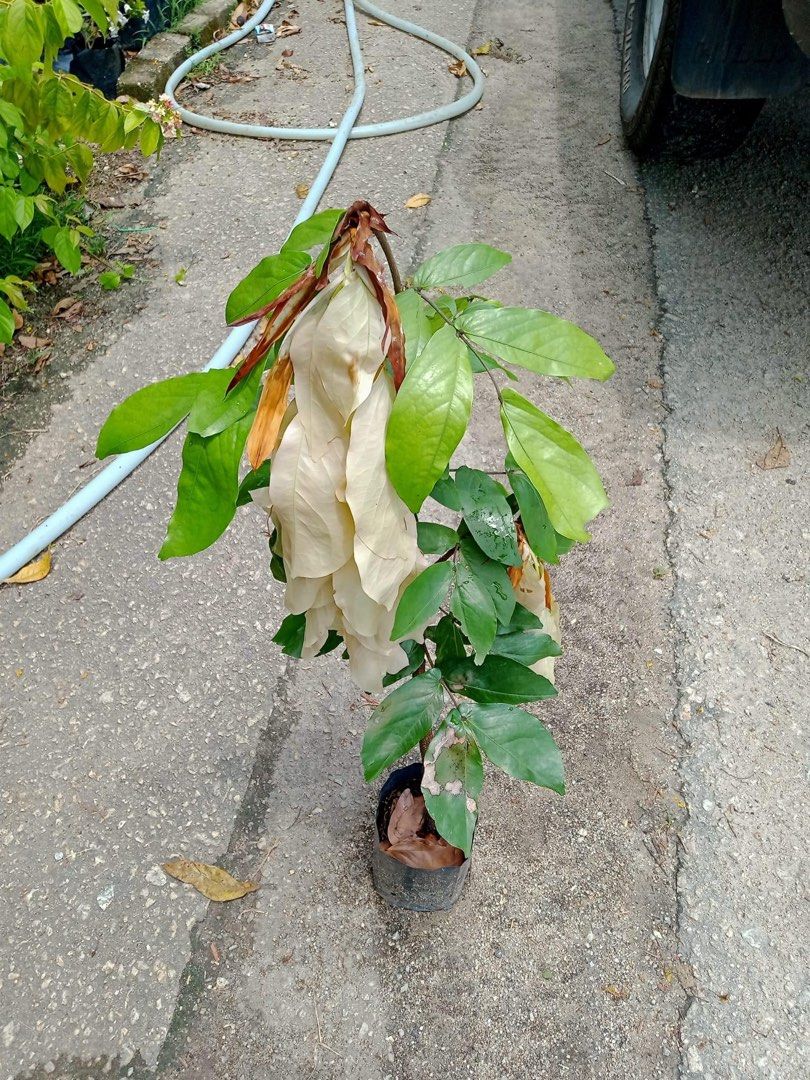 Pokok landskap sapu tangan, maniltoa browneoides, handkerchief tree ...