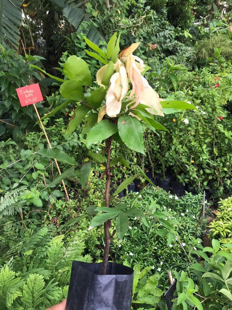 Pokok landskap sapu tangan, maniltoa browneoides, handkerchief tree ...