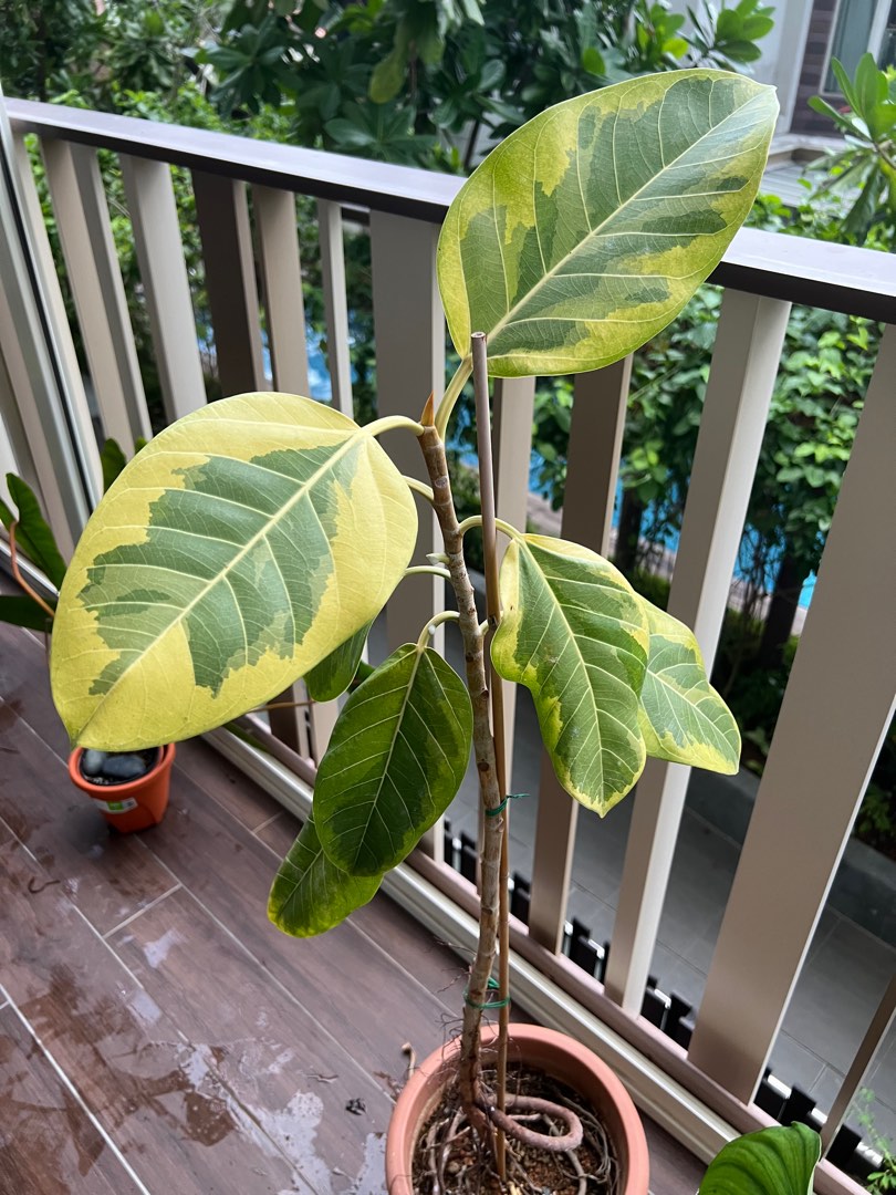 ‘Ruby’ - Variegated rubber fig plant, Furniture & Home Living ...