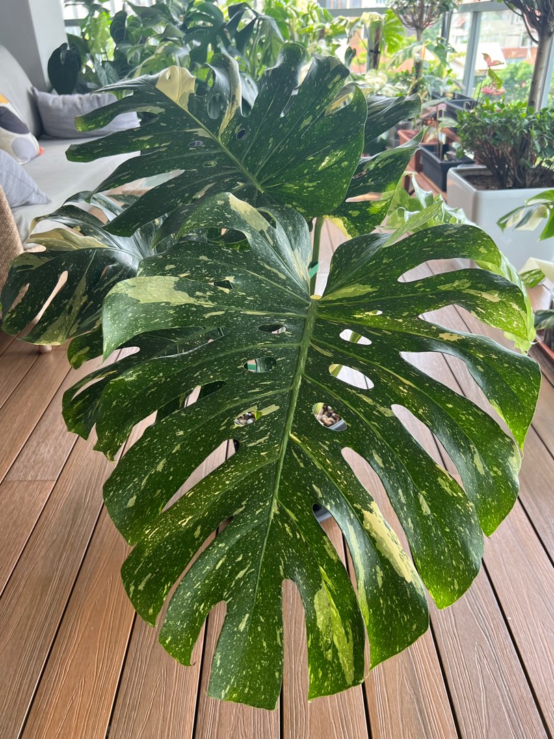 Thai Constellation Monstera - Big form, Furniture & Home Living ...