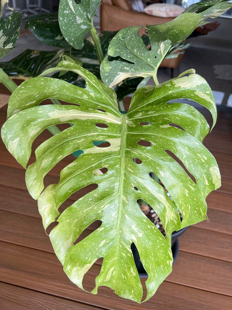 Thai Constellation Monstera - Big form, Furniture & Home Living ...