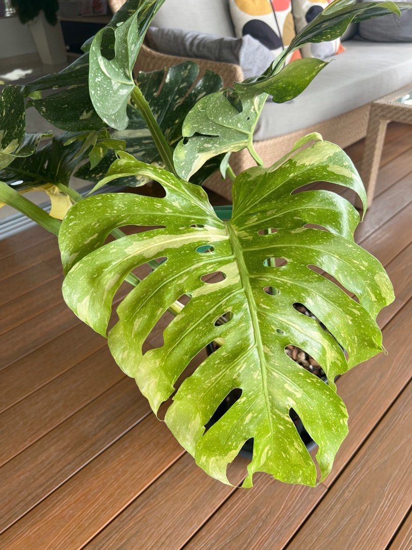 Thai Constellation Monstera - Big form, Furniture & Home Living ...