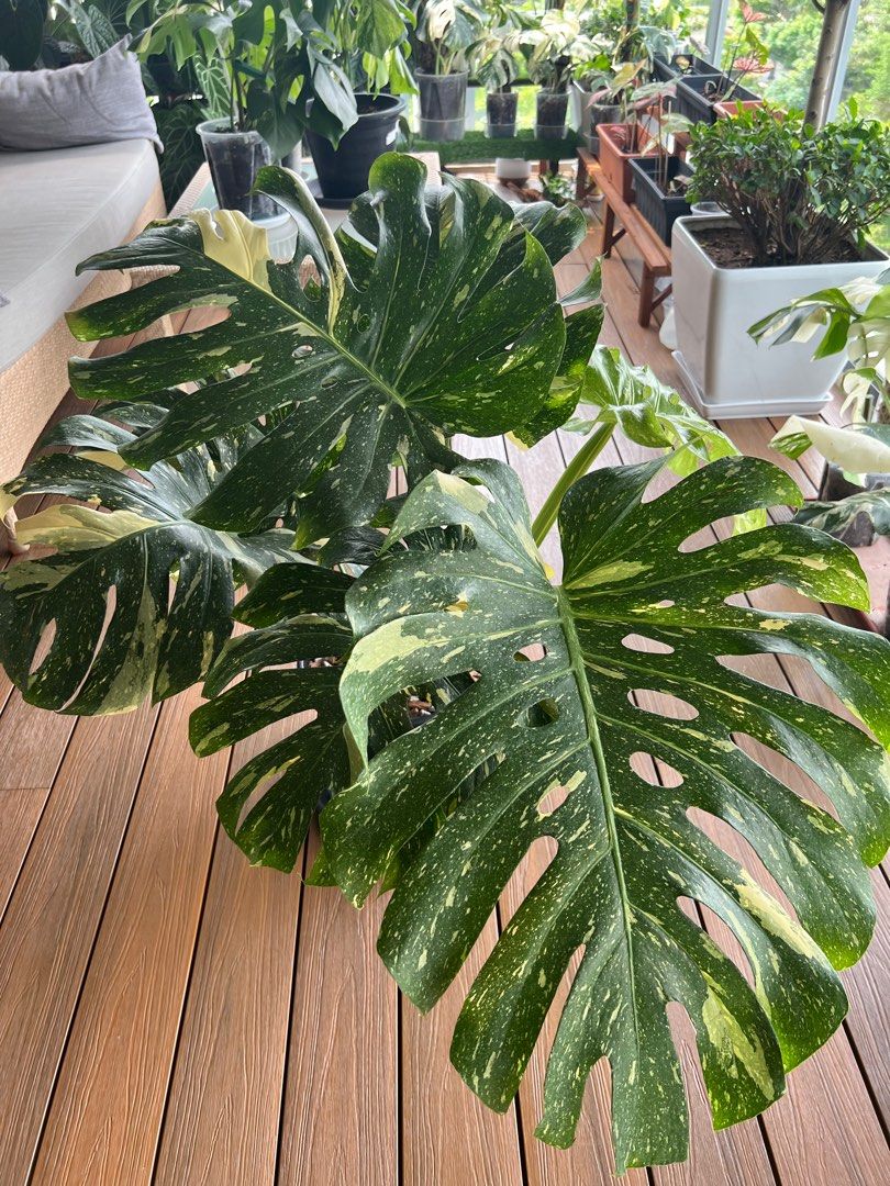 Thai Constellation Monstera - Big form, Furniture & Home Living ...