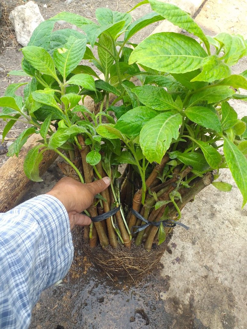 Topbest Forage plant Madre de Agua rooted on Carousell