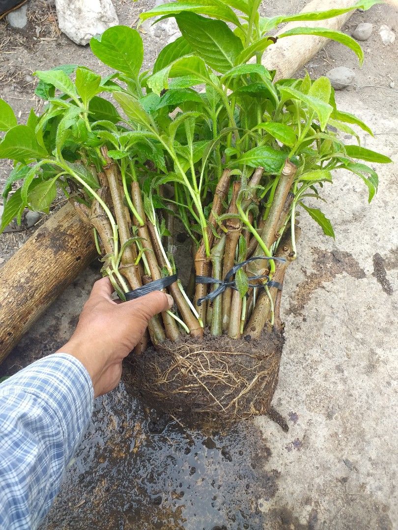 Topbest Forage plant Madre de Agua rooted on Carousell