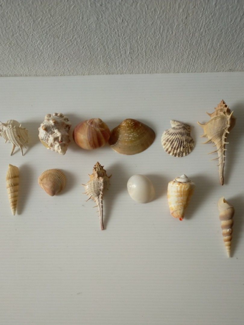 Vintage Classic Various Kinds of Seashells., Hobbies & Toys ...