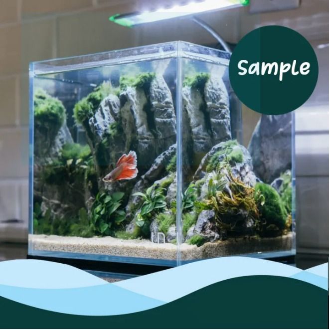 30cm Cube Aquarium crystal clear glass tank aquarium super white, Pet ...