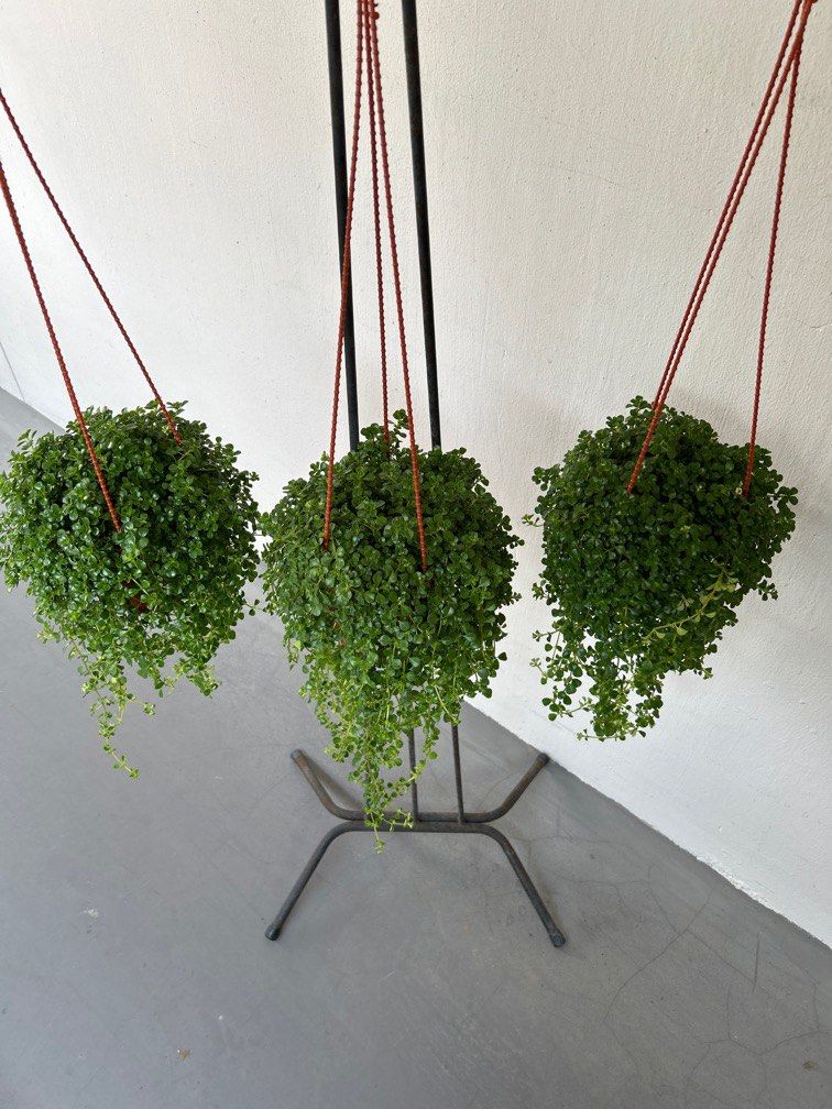 Baby Tears/Pilea depressa plant in hanging pot. $15 each , Furniture ...