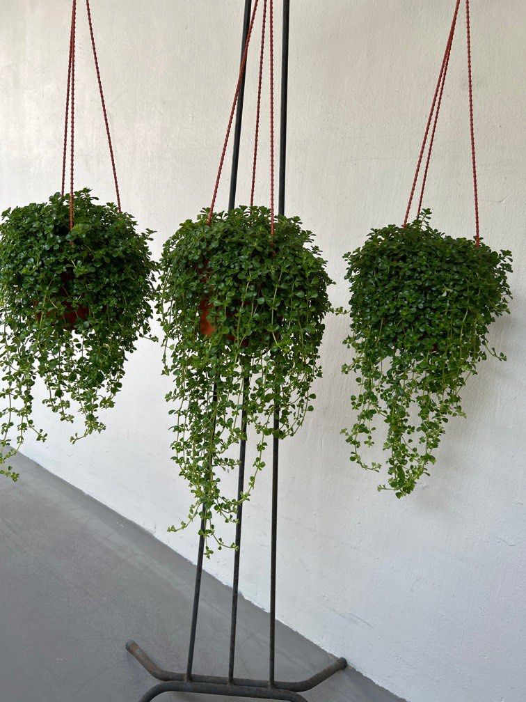 Baby Tears/Pilea depressa plant in hanging pot. $15 each , Furniture ...