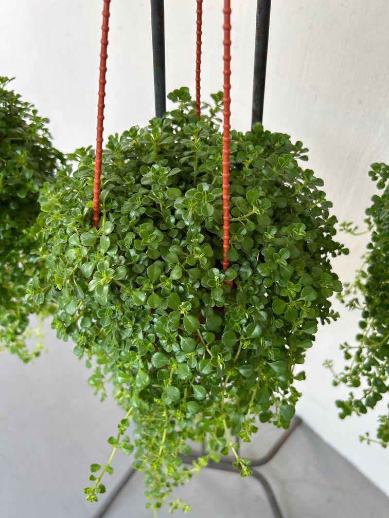 Baby Tears/Pilea depressa plant in hanging pot. $15 each , Furniture ...
