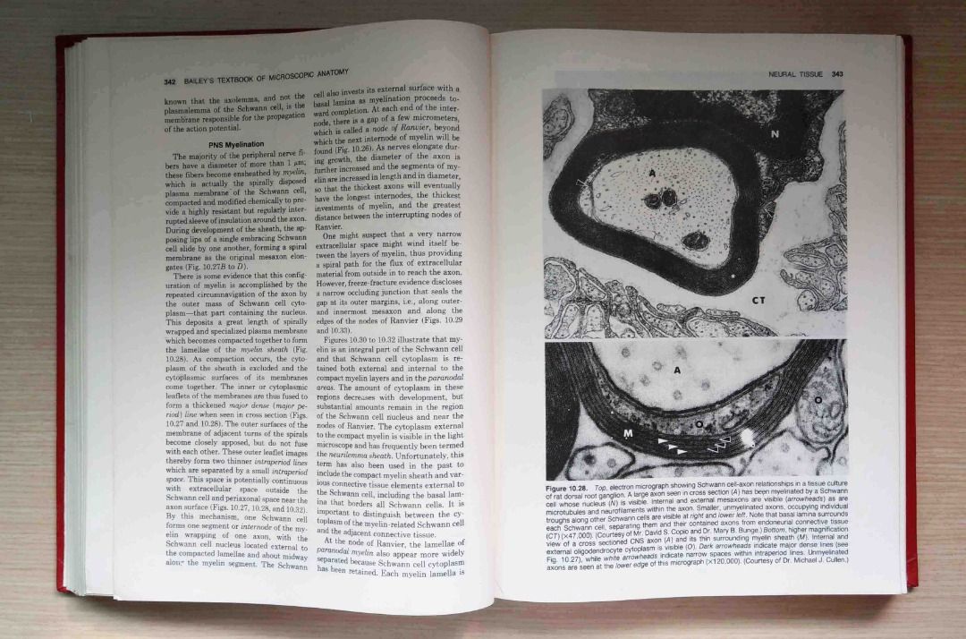《Bailey's Textbook of Microscopic Anatomy》Douglas E. Kelly, 書籍、休閒與玩具 ...