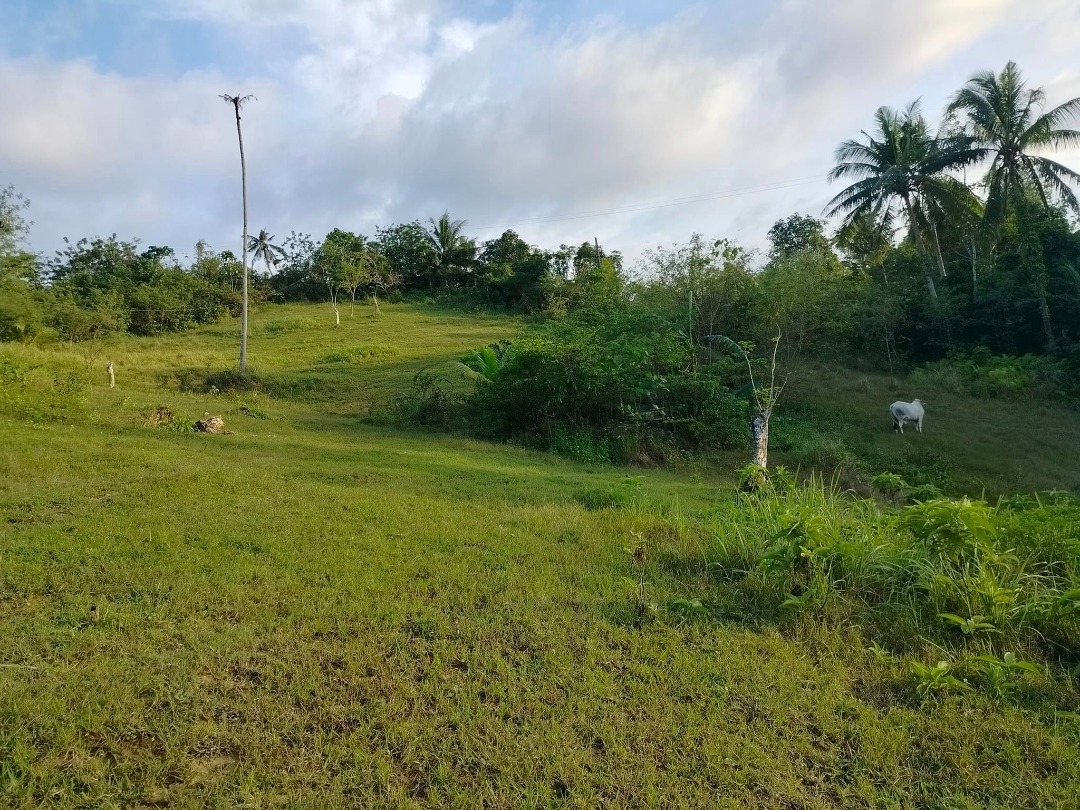Lot for sale 1.3 hectare clean title second lot from highway Aloguinsan ...