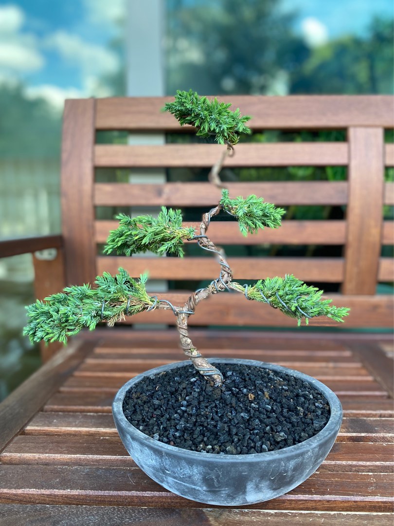 Medium size Juniper Juniperus Chinensis Bonsai pine #1, Furniture & Home Living, Gardening ...