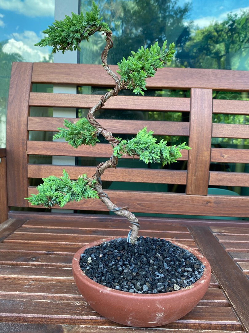 Medium size Juniper Juniperus Chinensis Bonsai pine #2, Furniture & Home Living, Gardening ...