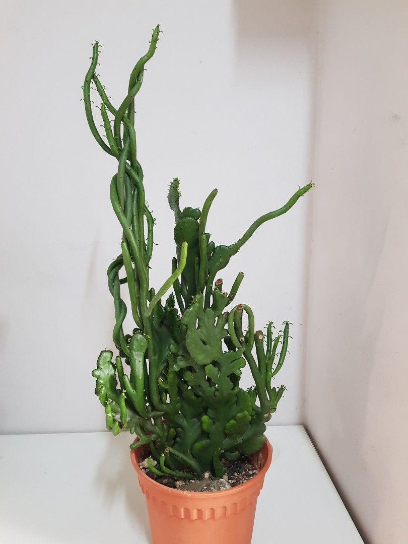 Pencil catcus, Furniture & Home Living, Gardening, Plants & Seeds on ...