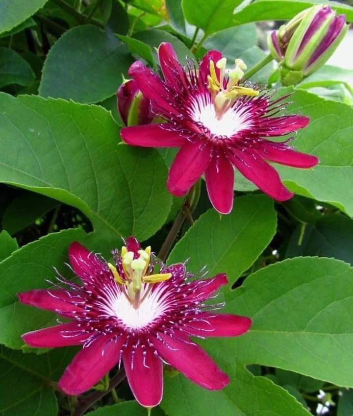 Pokok bunga Passiflora lady Margaret, Furniture & Home Living ...