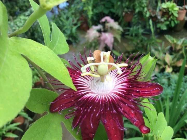 Pokok bunga Passiflora lady Margaret, Furniture & Home Living ...