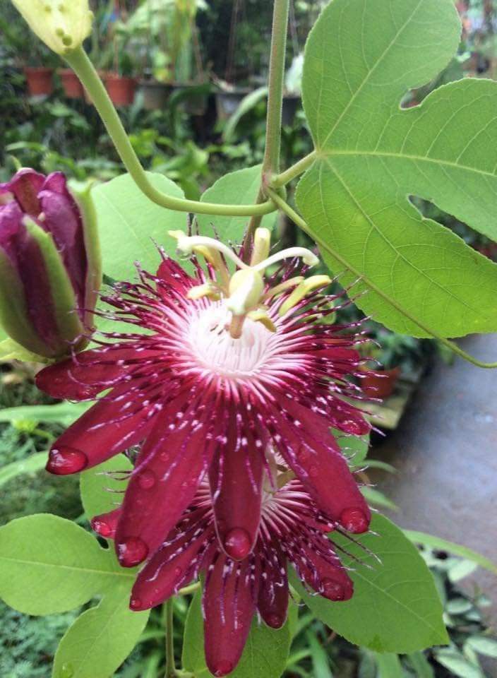 Pokok bunga Passiflora lady Margaret, Furniture & Home Living ...