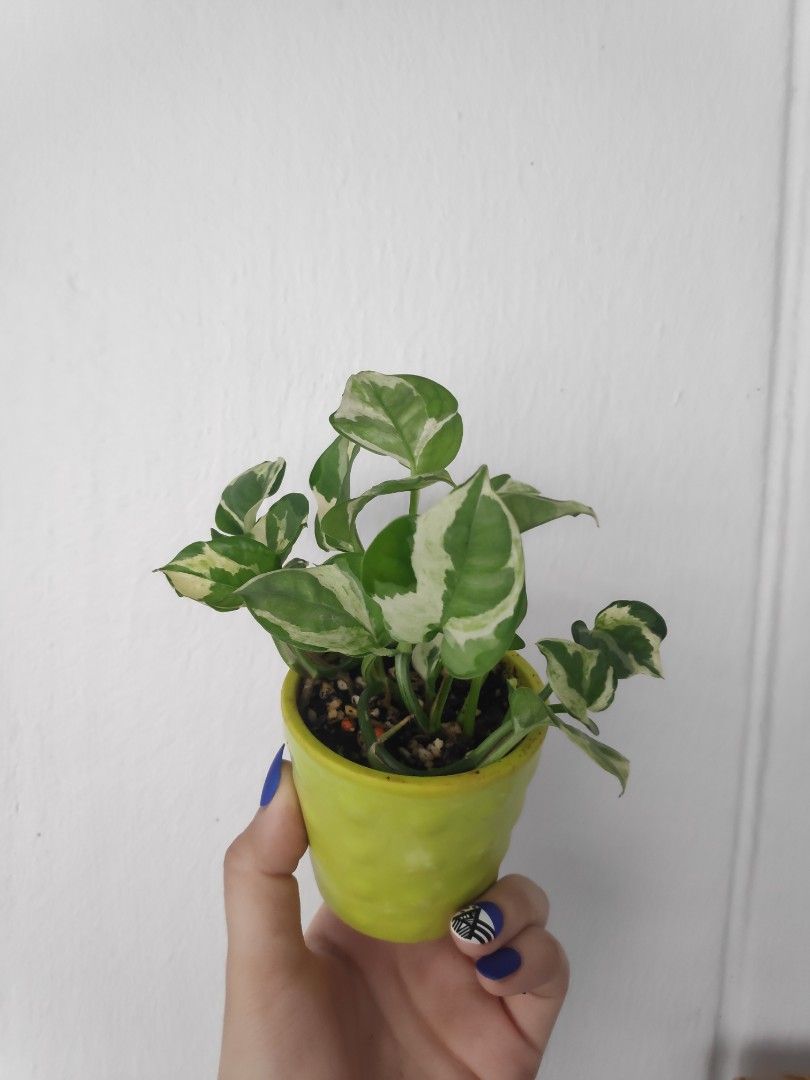 Potted mini Pothos & Joy, Furniture & Home Living, Gardening, Plants ...